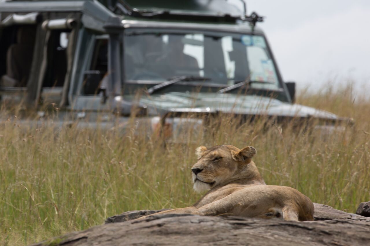 3 DAYS MAASAI MARA - GROUP JOINING SAFARI | Outguided