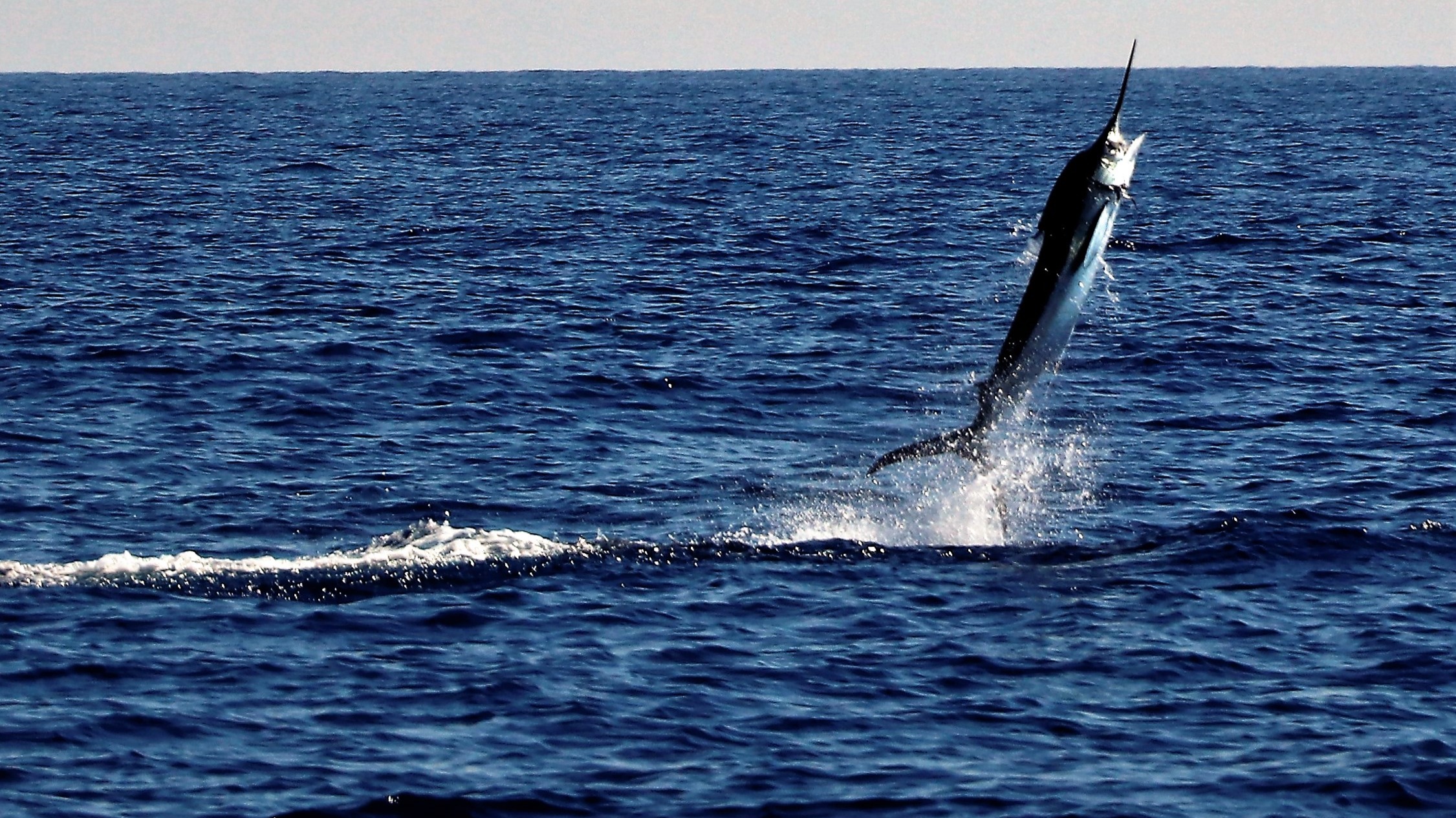 Blue Rampage | Outguided