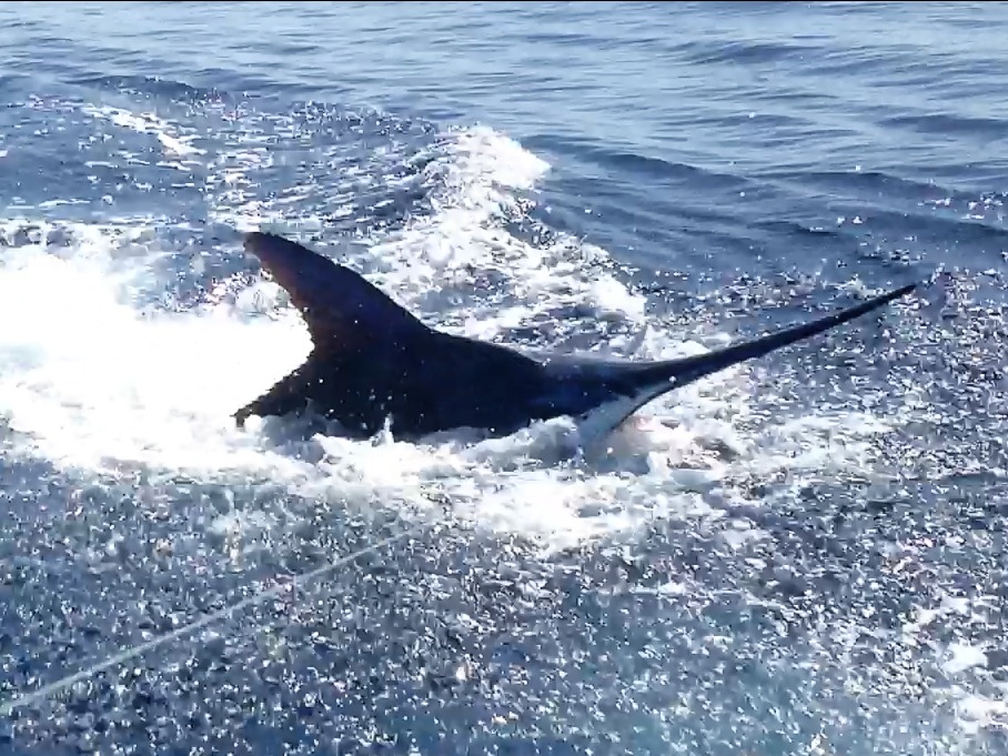 Blue Rampage | Outguided