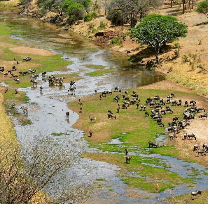 5 DAYS (NDUTU MIGRATION) - TARANGIRE, NDUTU, AND NGORONGORO CRATER ...