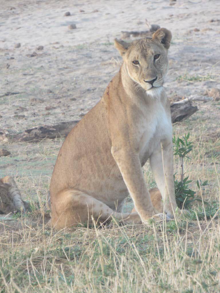 14-Day Discover Maasai Mara Serengeti Zanzibar Safari | Outguided