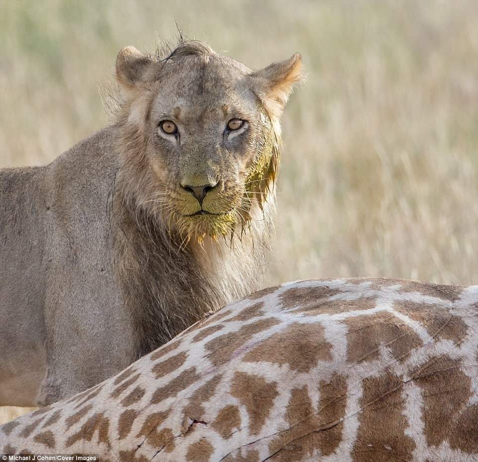 14-Day Discover Maasai Mara Serengeti Zanzibar Safari | Outguided