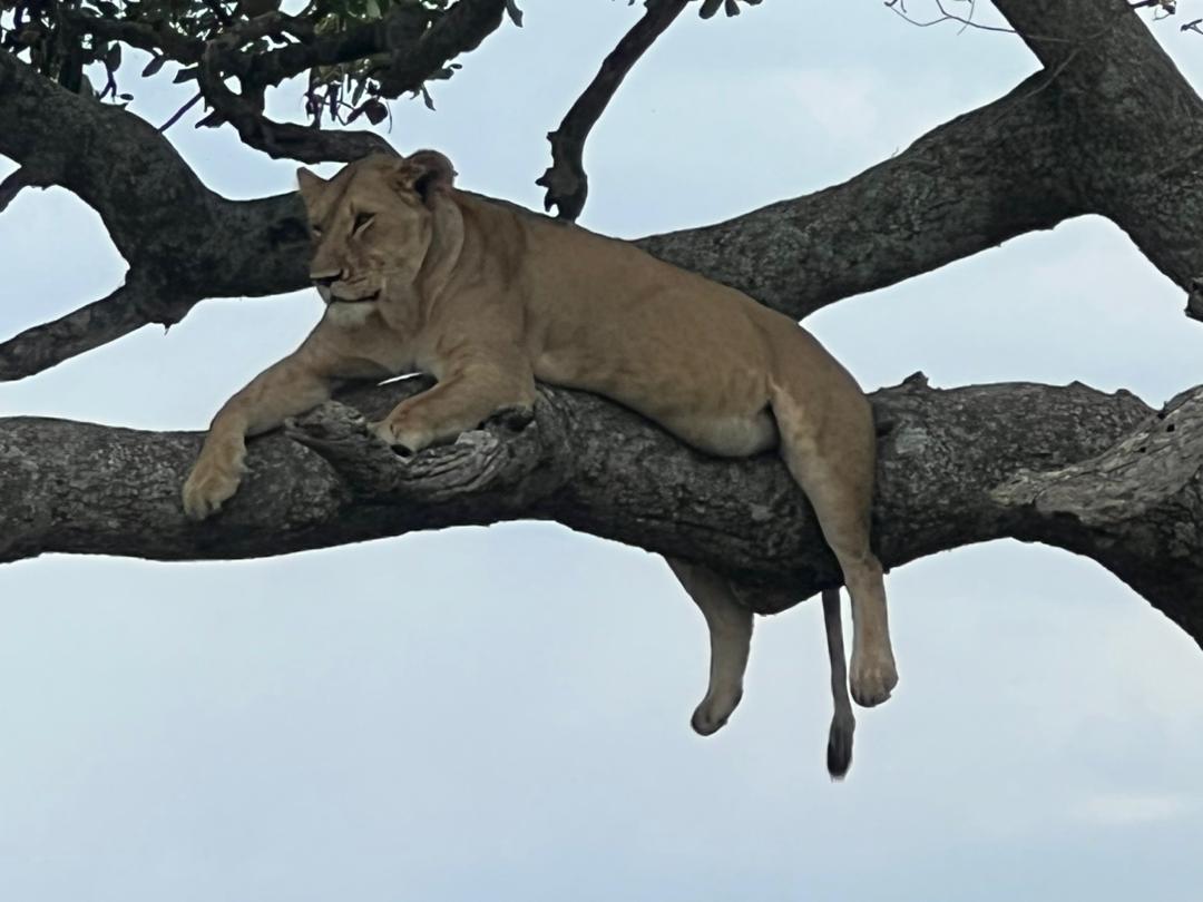 3-Day Serengeti Fly-in and out Comfortable Safari | Outguided