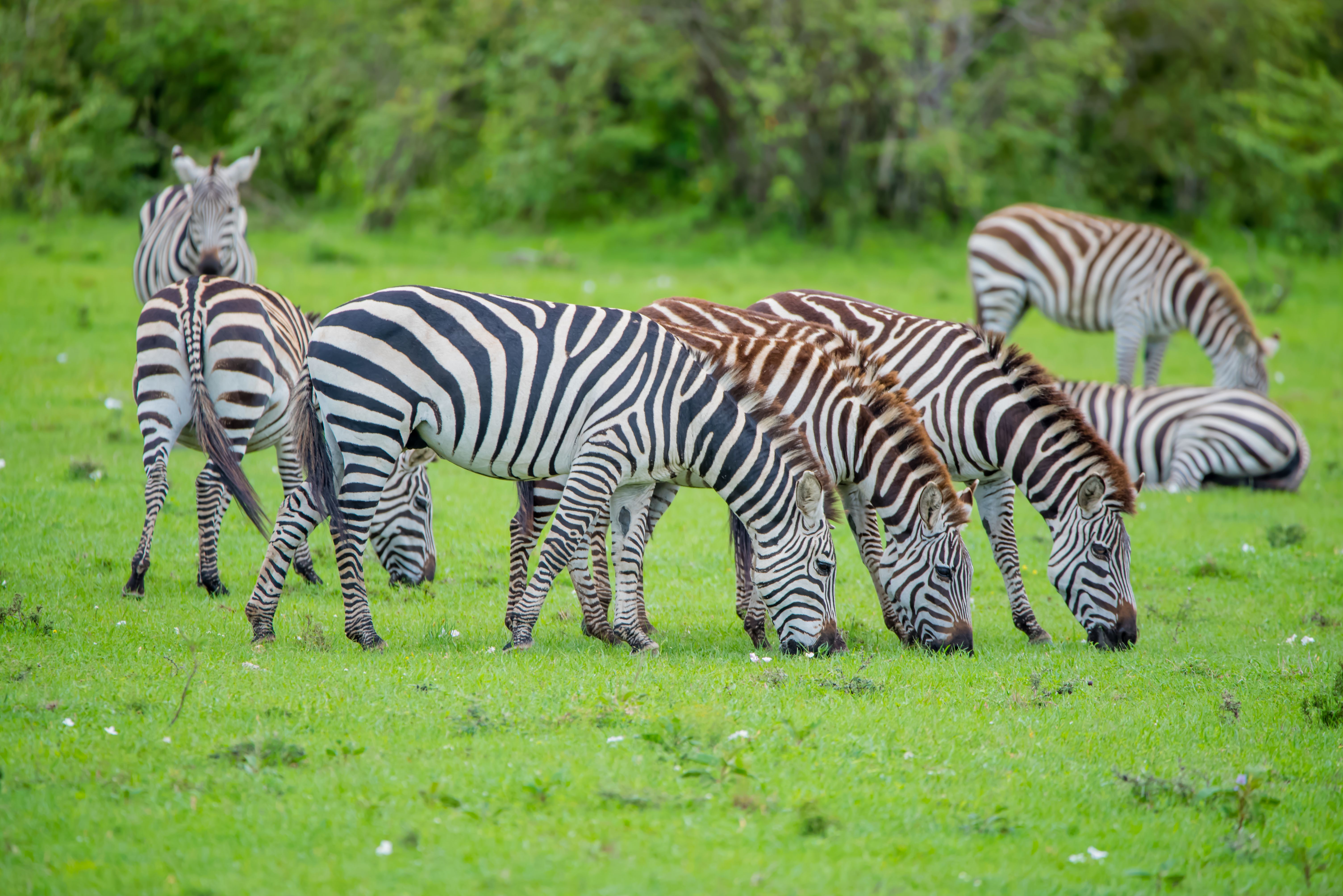 3 Days Magical Kenya Safari | Outguided