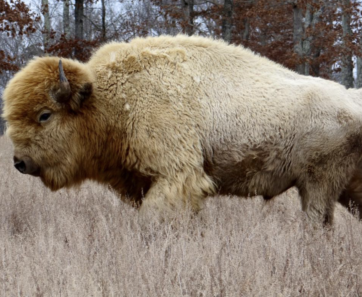 3 Day Bison Hunting Trip in Tennessee | Outguided