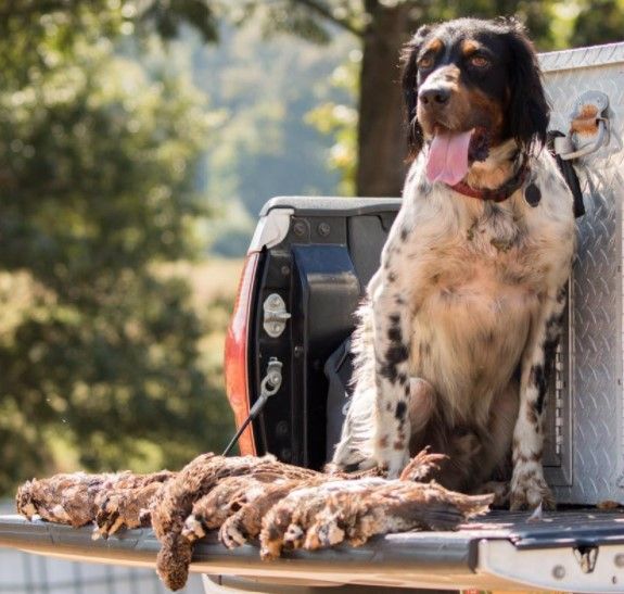 Half-Day North Georgia Guided Pheasant Hunt | Outguided