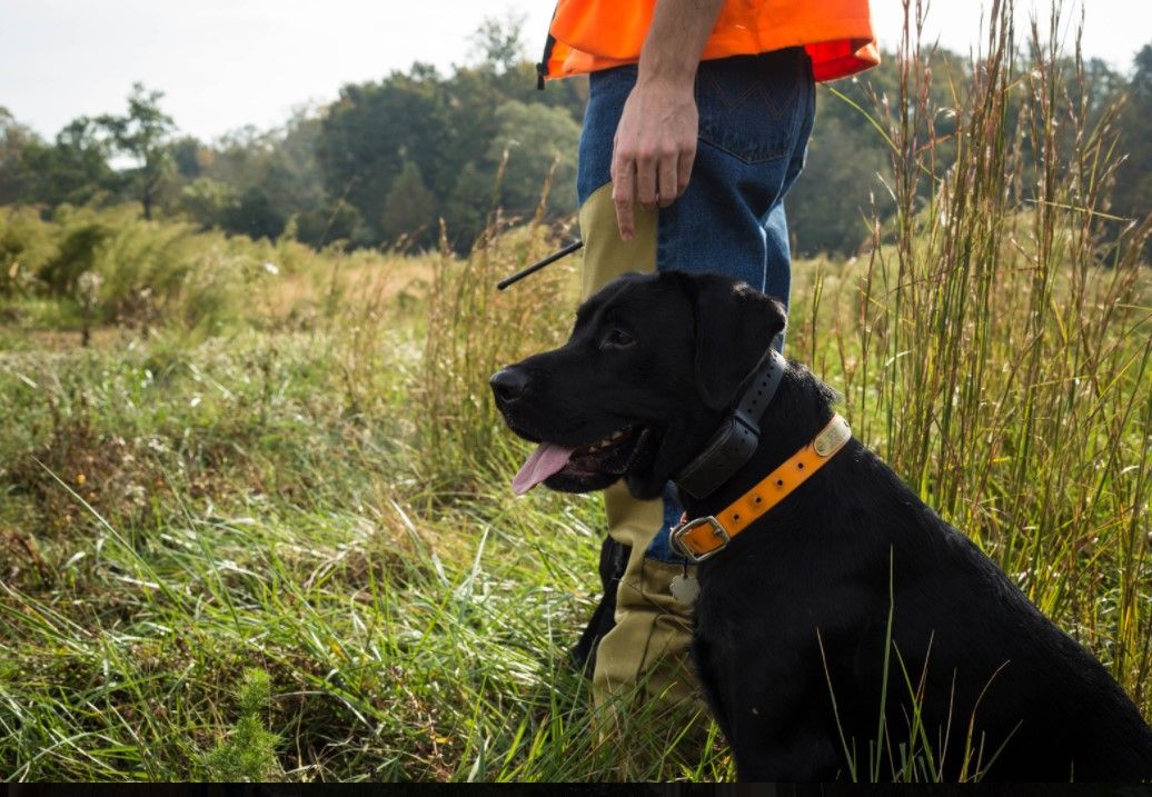 Half-Day North Georgia Guided Pheasant Hunt | Outguided