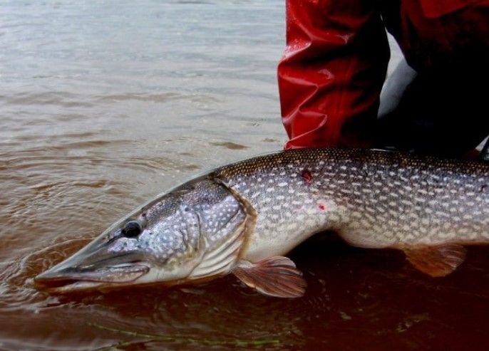 Full-Day Northern Pike Wisconsin Fly Fishing | Outguided