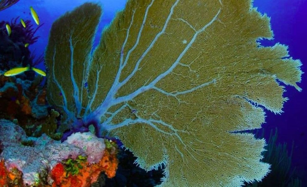 3-Hr Mexico Rocks Snorkelling Tour | Outguided