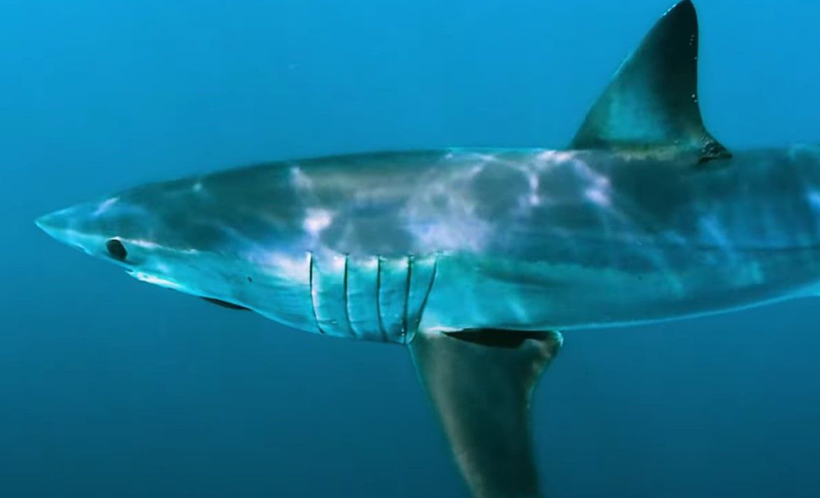 5-Day Marlin Migration Photography Tour | Outguided