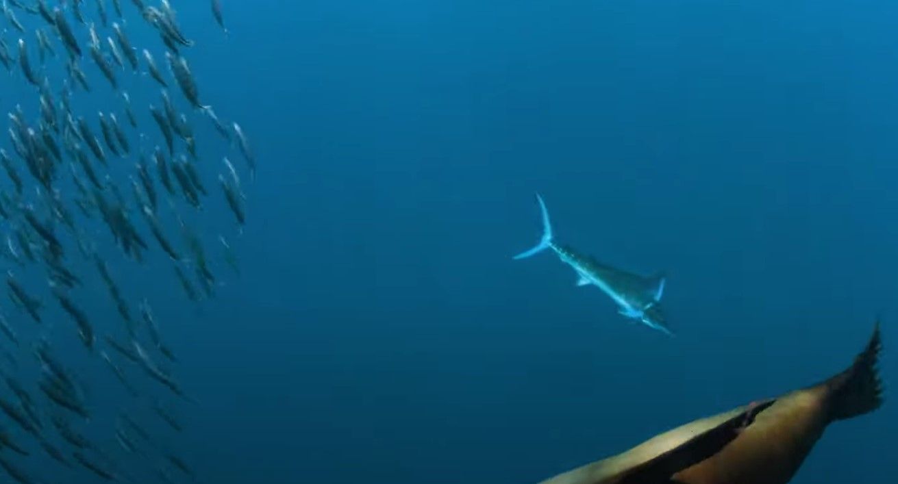 5-Day Marlin Migration Photography Tour | Outguided