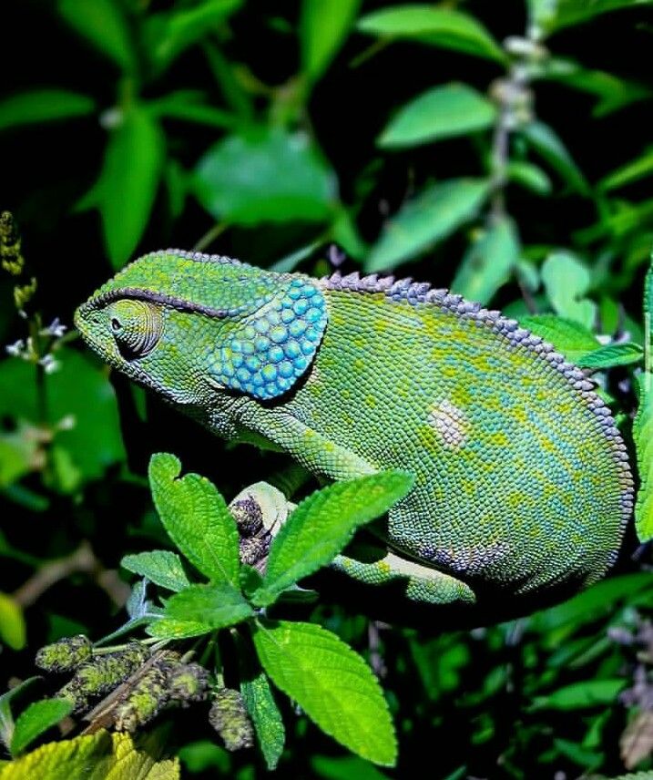 3 DAYS MOUNT MERU TREKKING TOUR | Outguided