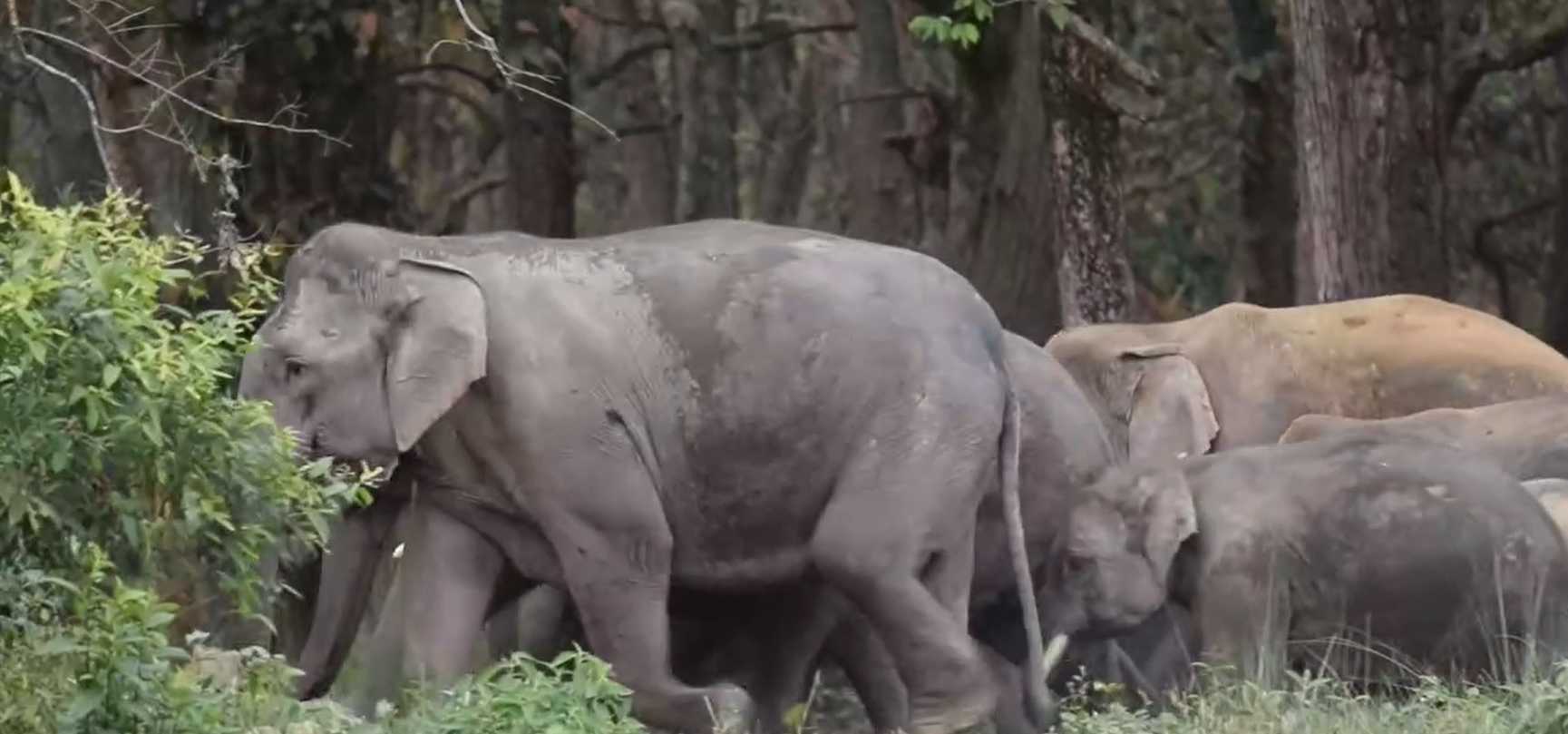 Chitwan National Park Jungle Safari Tour | Outguided