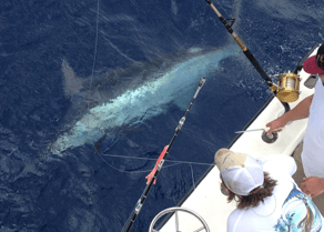 Afternoon Half-Day Inshore Cape Hatteras Fishing Charter | Outguided