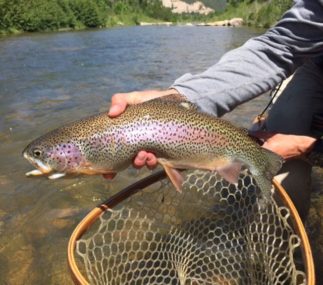 Half Day Wade, San Miguel or Upper Dolores | Outguided