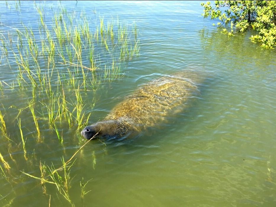 2-Hour Halifax River Eco-Tour | Outguided