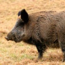 Guided Night Hog Hunt | Outguided