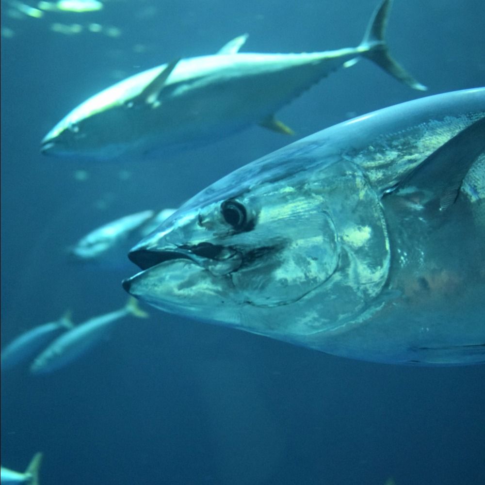 10-HOUR CATALINA ISLAND LOBSTER HOOPING | Outguided