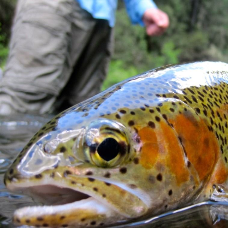 Full-Day Guided Fly-Fishing in the Pit River | Outguided