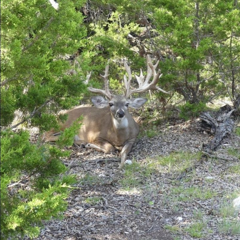 3-Day Hunt at Texas Whitetail Ranch | Outguided