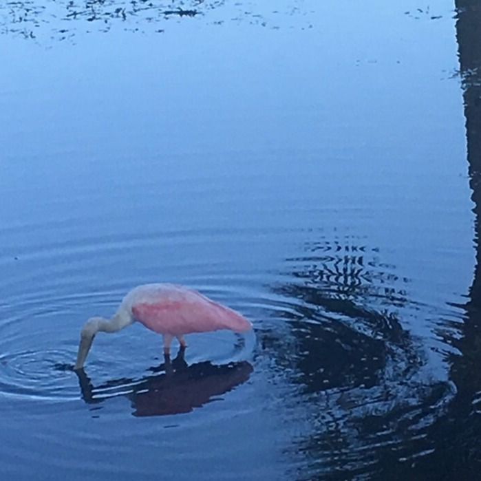 2-Hour Halifax River Eco-Tour | Outguided