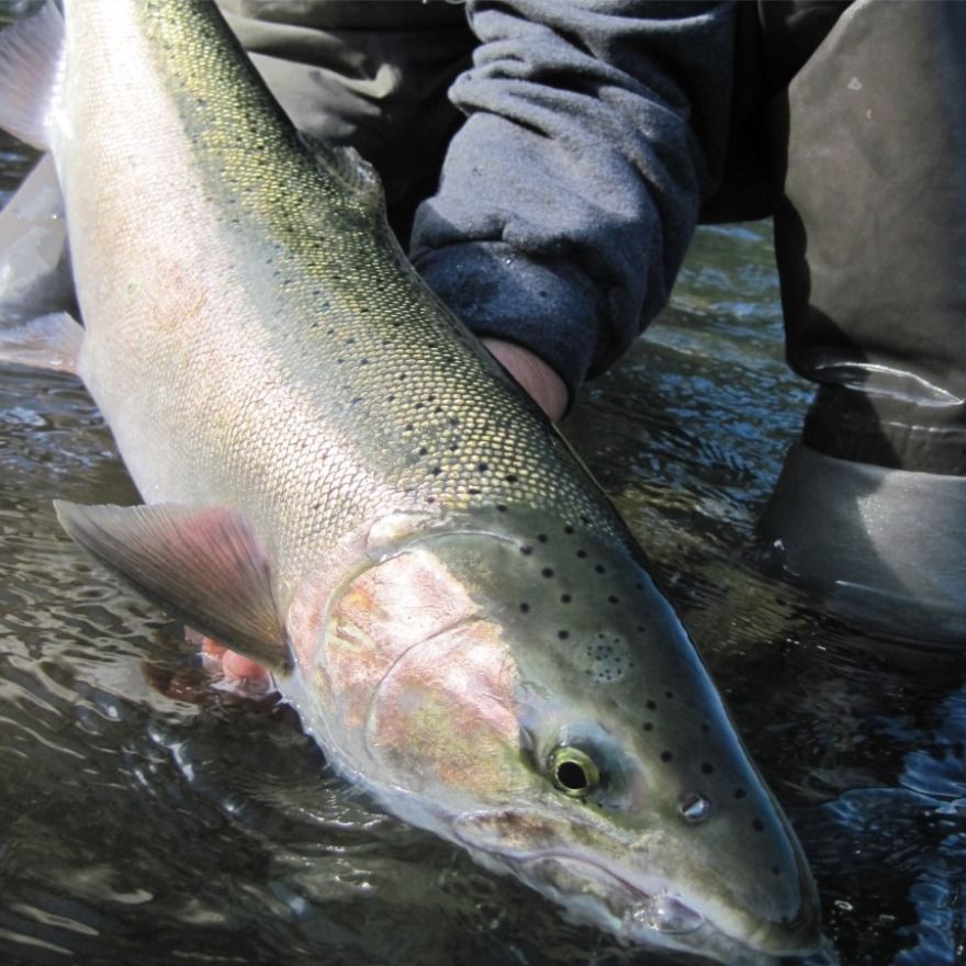 Full-Day Guided Fly-Fishing in the Trinity River | Outguided