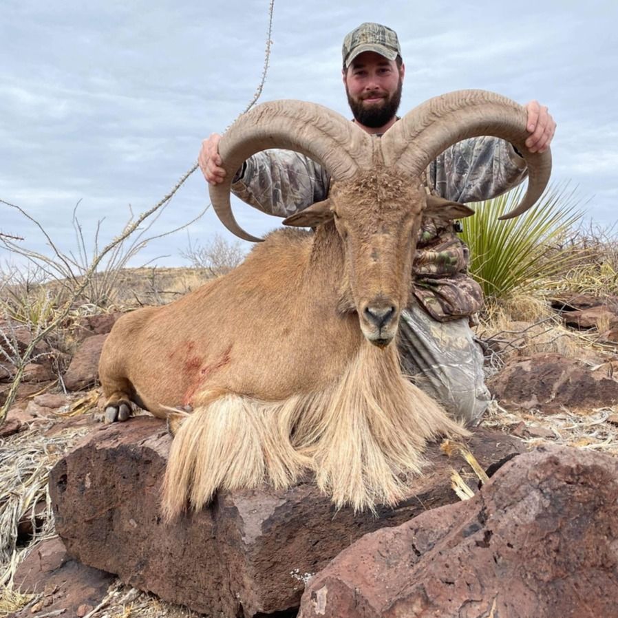 5-Day West Texas Aoudad Hunt | Outguided