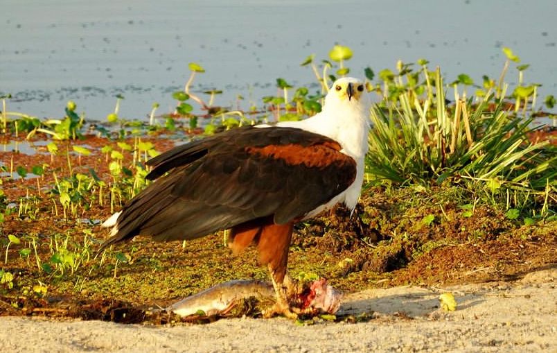 5 DAYS (NAIROBI TO ISEBANIA) - LAKE NAIVASHA, LAKE NAKURU AND MASAI ...