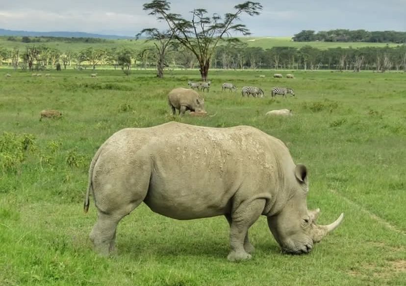 4 DAYS (NAIROBI TO ISEBANIA) - LAKE NAKURU AND MASAI MARA | Outguided