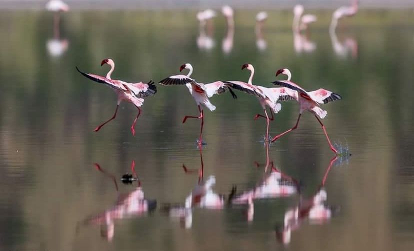 4 DAYS (NAIROBI TO ISEBANIA) - LAKE NAKURU AND MASAI MARA | Outguided