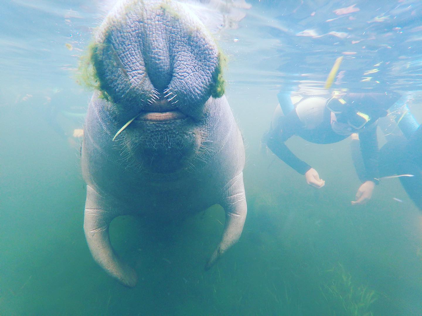 3 Hour Private Crystal River Manatee Swim Tour | Outguided