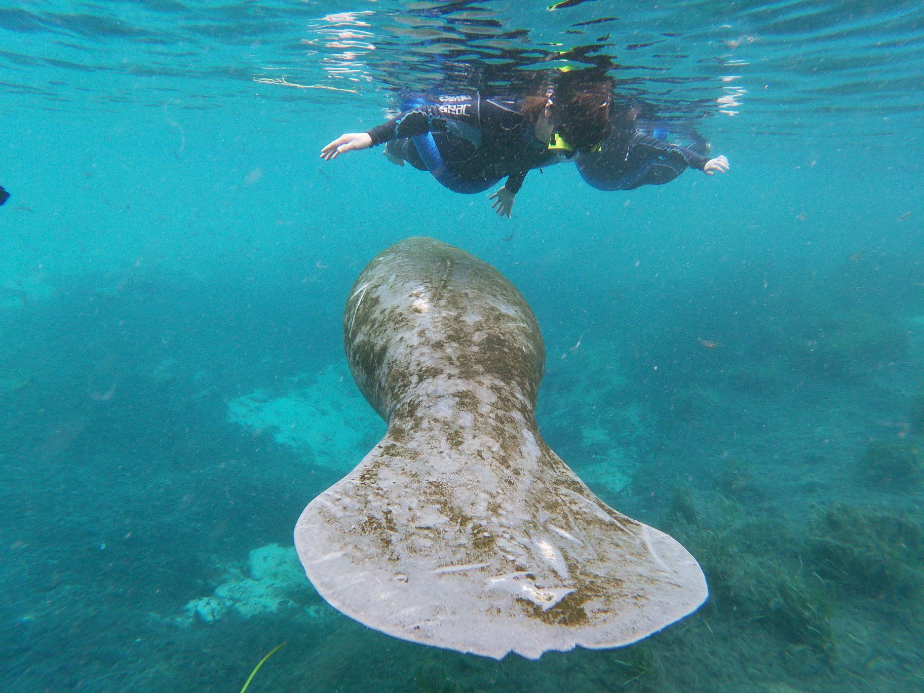 4 Hour Manatee Mania Shared Boat Tour in Crystal River | Outguided