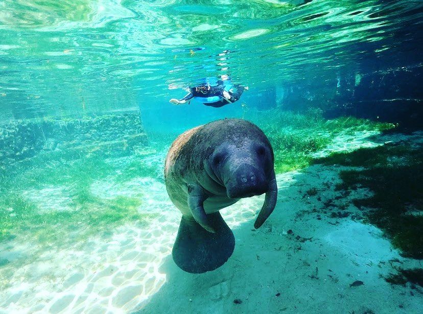 3 Hour Private Crystal River Manatee Swim Tour | Outguided
