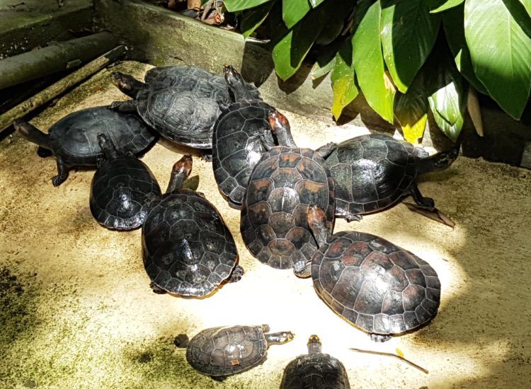 Museu da Amazonia (MUSA) in Manaus Including Observation Tower and ...