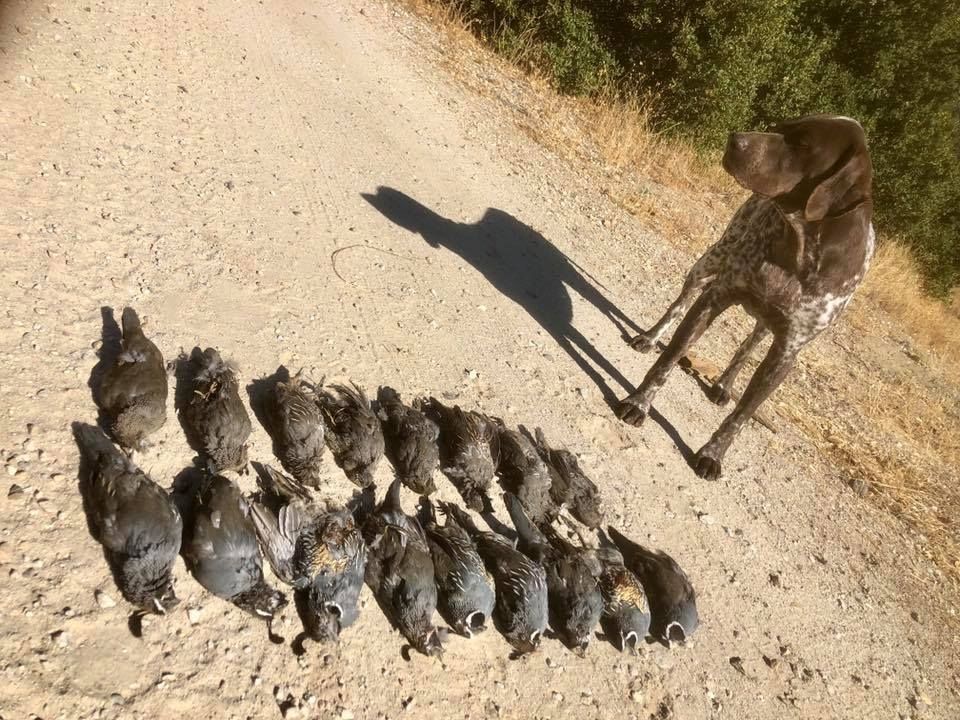 3 Day Quail Hunting Trip in California | Outguided