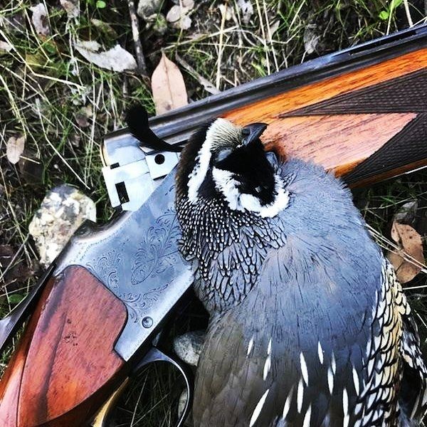 3 Day Quail Hunting Trip in California | Outguided