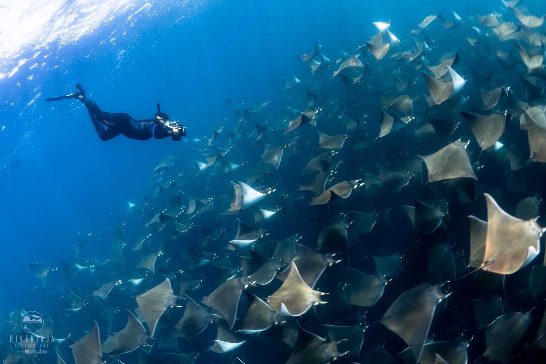 5 Day Mobula Ray Migration Tour In Mexico | Outguided