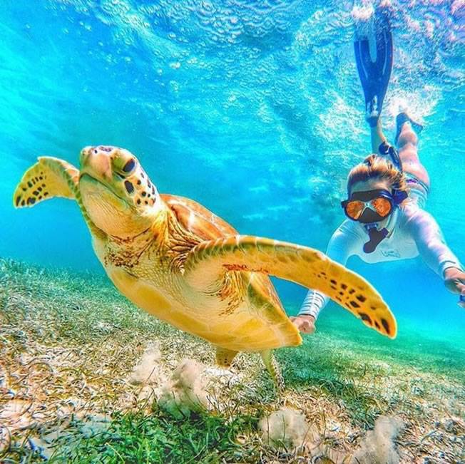 4 Hour Snorkel and Swim With Turtles in the Bahamas | Outguided